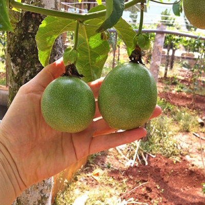 The Fruit Republic - The Fruit Republic expands GlobalGAP product portfolio